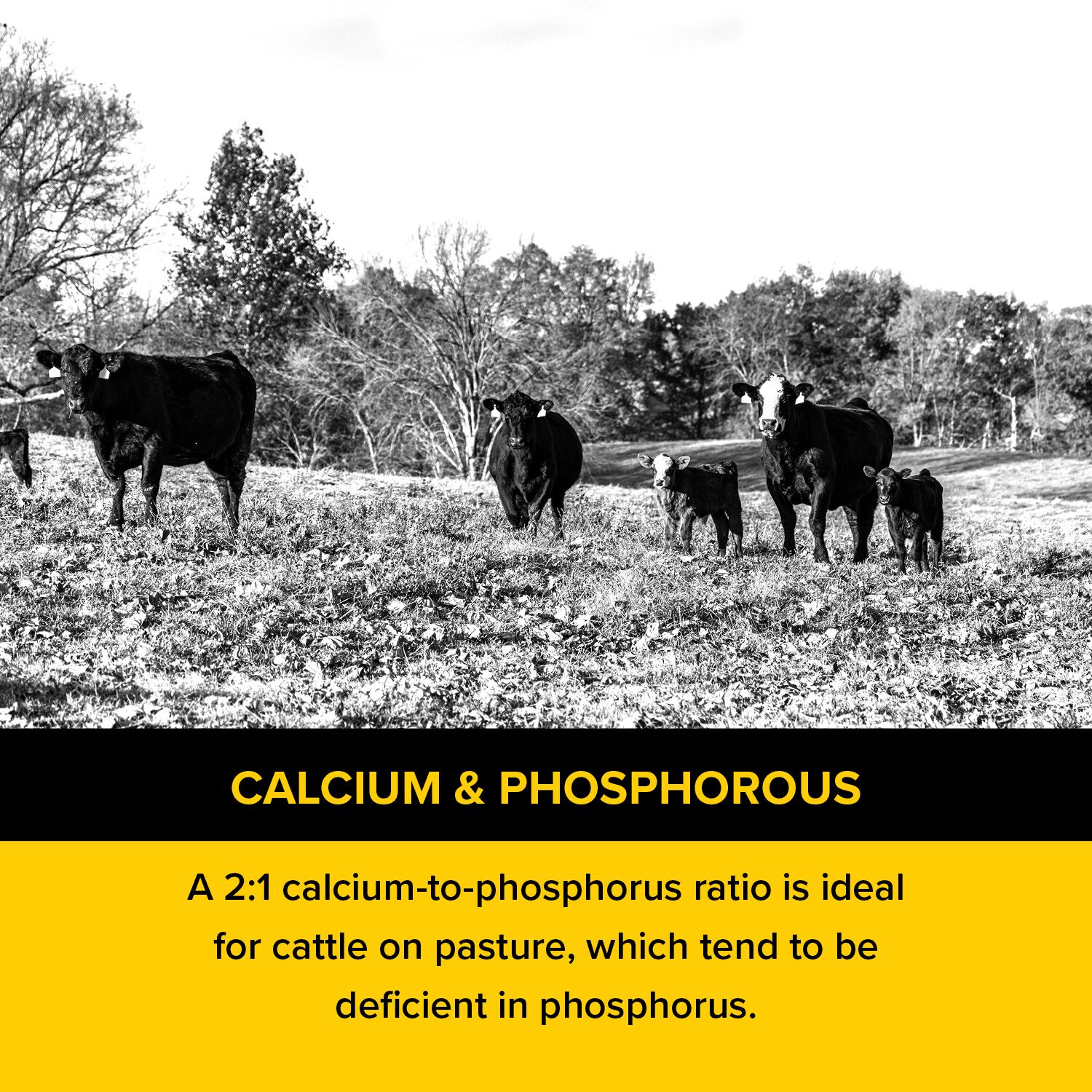 Kent Feeds Framework 365 Mineral ADE - 50 lb.