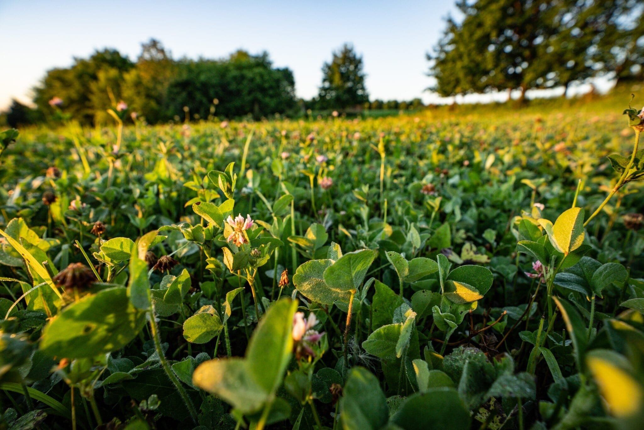 Domain Outdoor Comeback Kid Food Plot Seed - 1/2 Acre