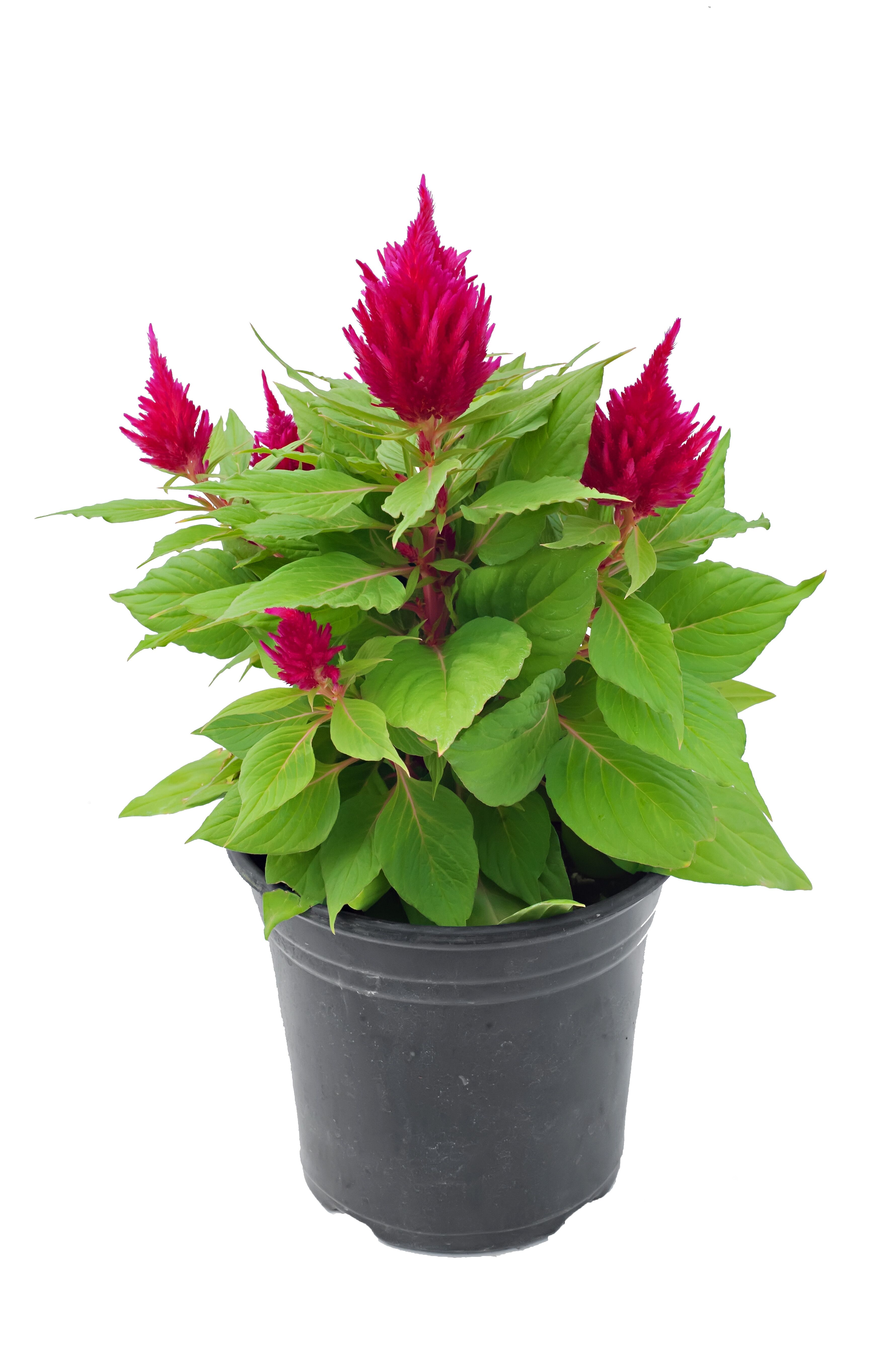 Daisy Red Ryder Model 1938 BB Gun