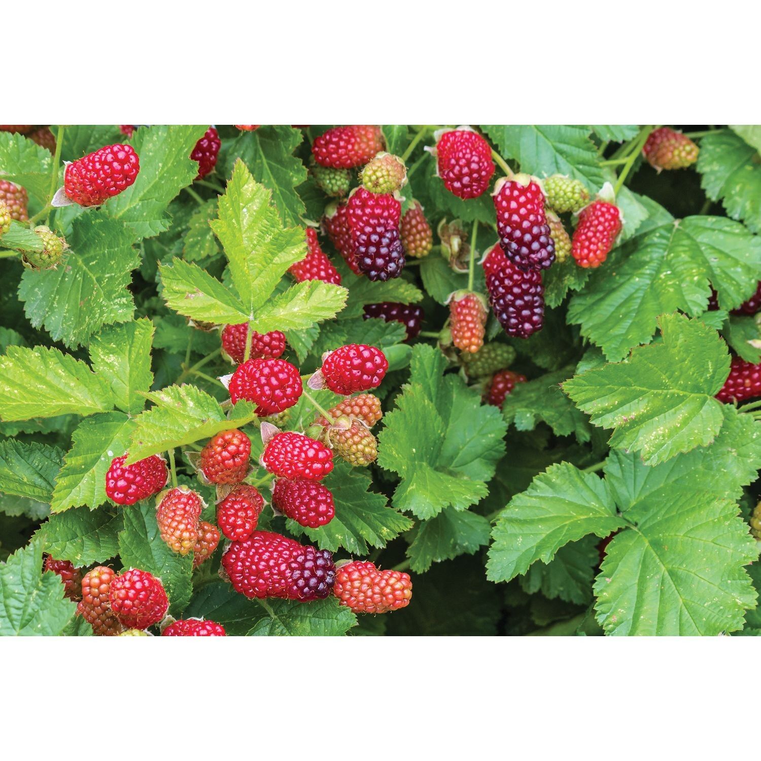 DeGroot Loganberry Plant