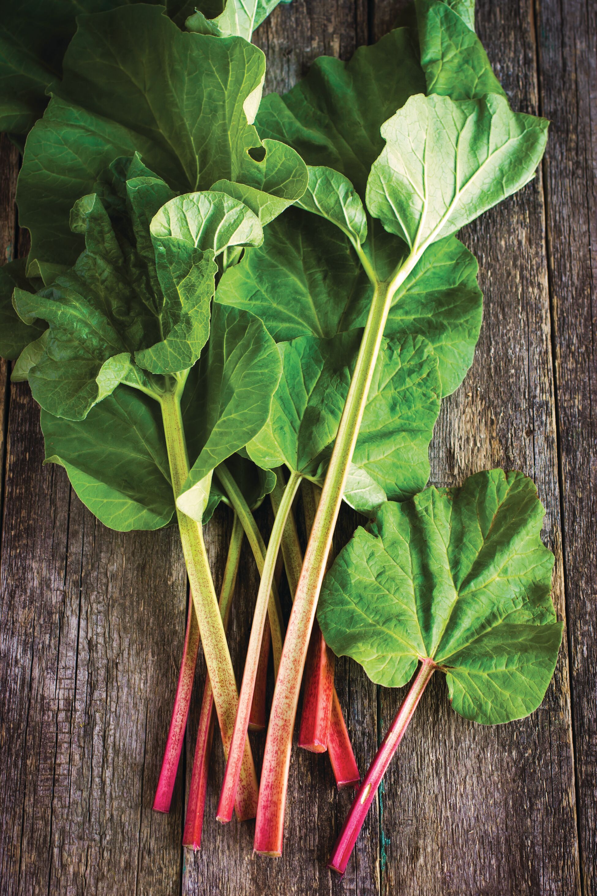 DeGroot Rhubarb - 'Victoria' 3 Plants