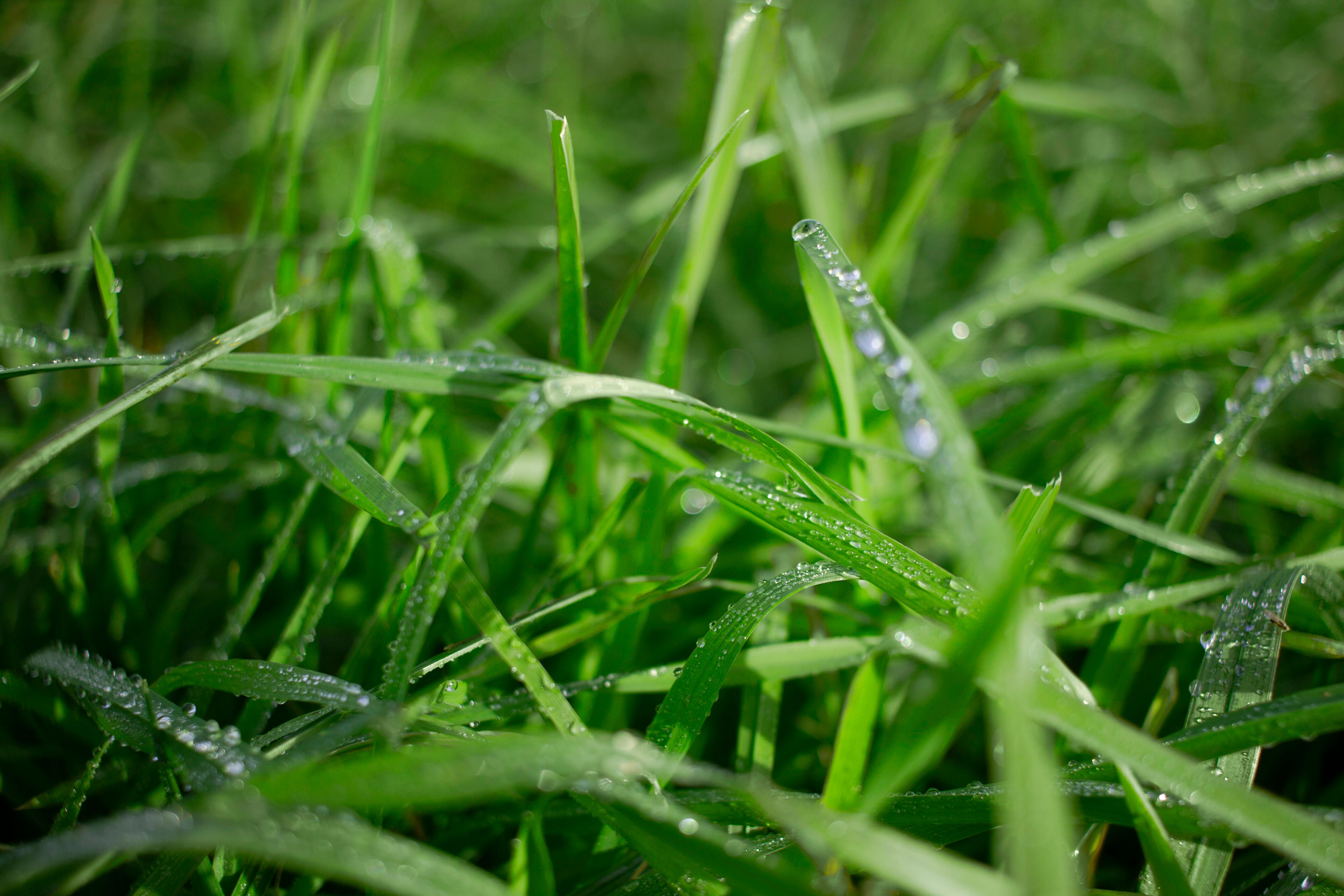 La Crosse Forage & Turf Seed Brome Grass Seed - 25 lb Bag