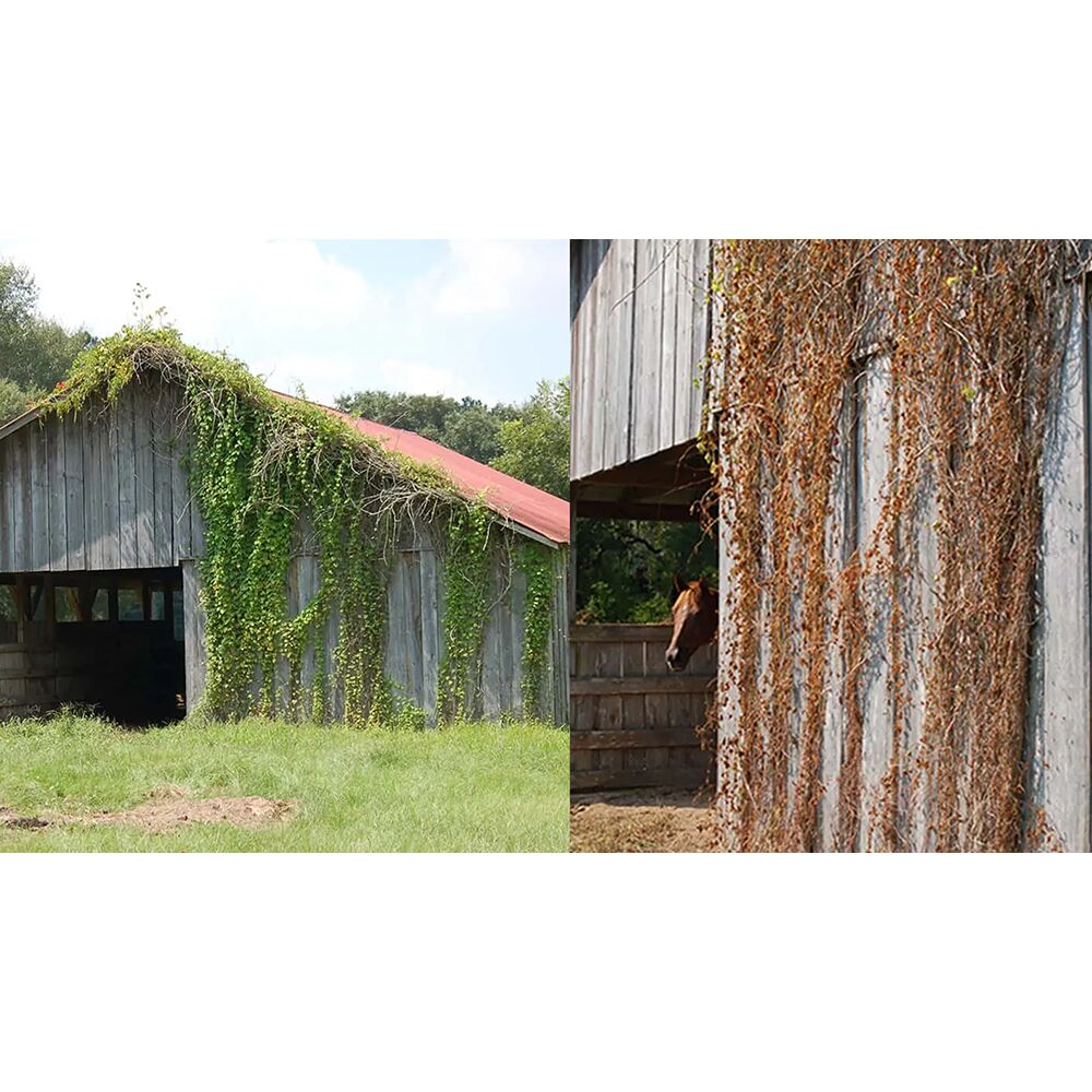 Ragan And Massey RM43 Total Vegetation Control