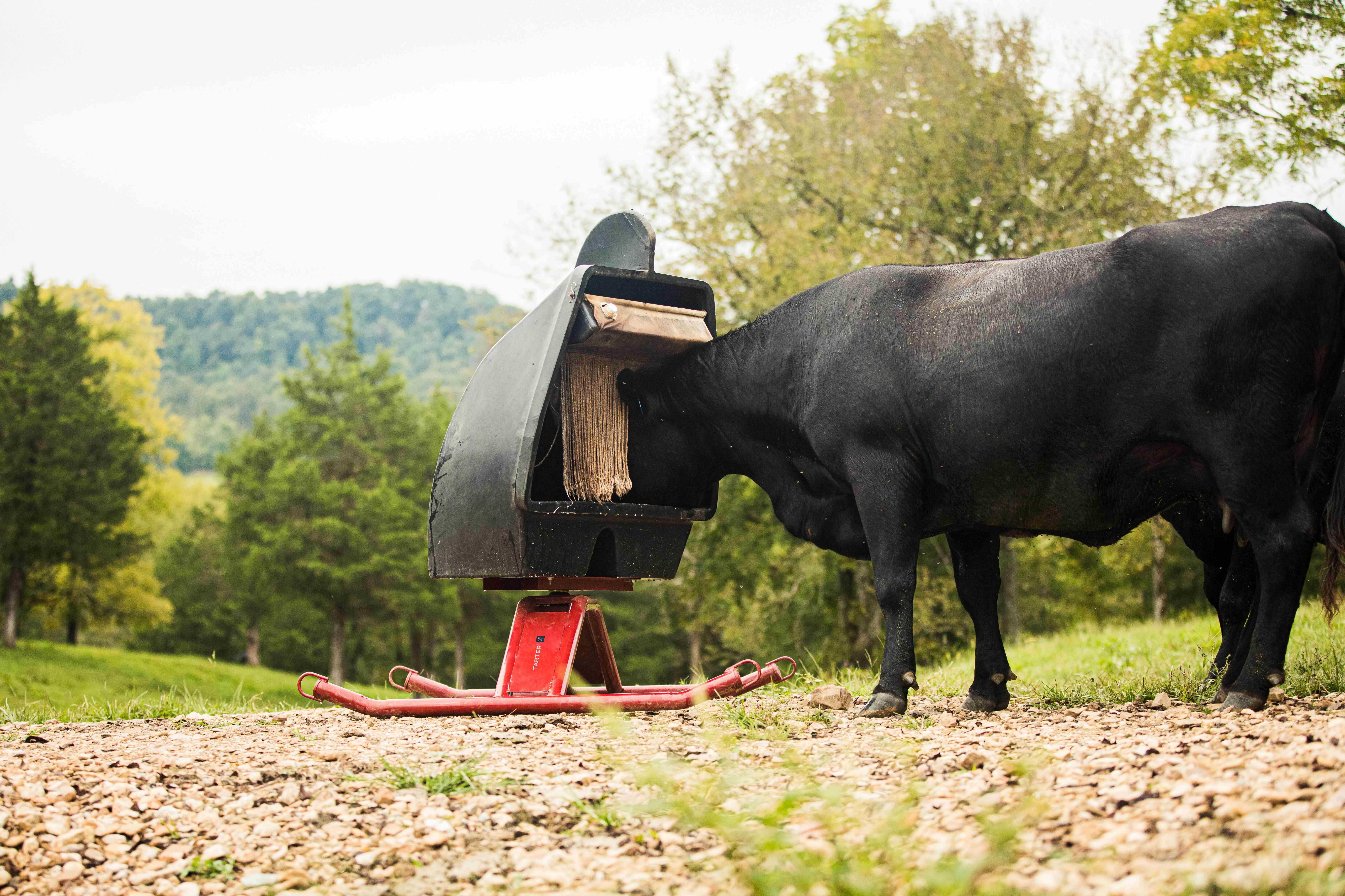 Face Fly Applicator Kit