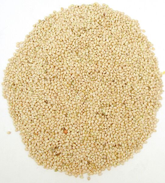 Feathered Friend White Millet - Sold by the lb
