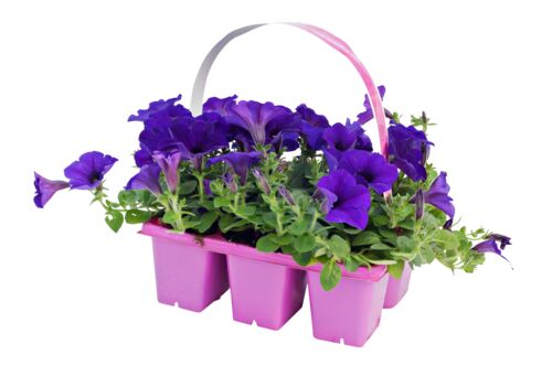 Dan & Jerry's Assorted Wave Petunia Jumbo 6 Pack