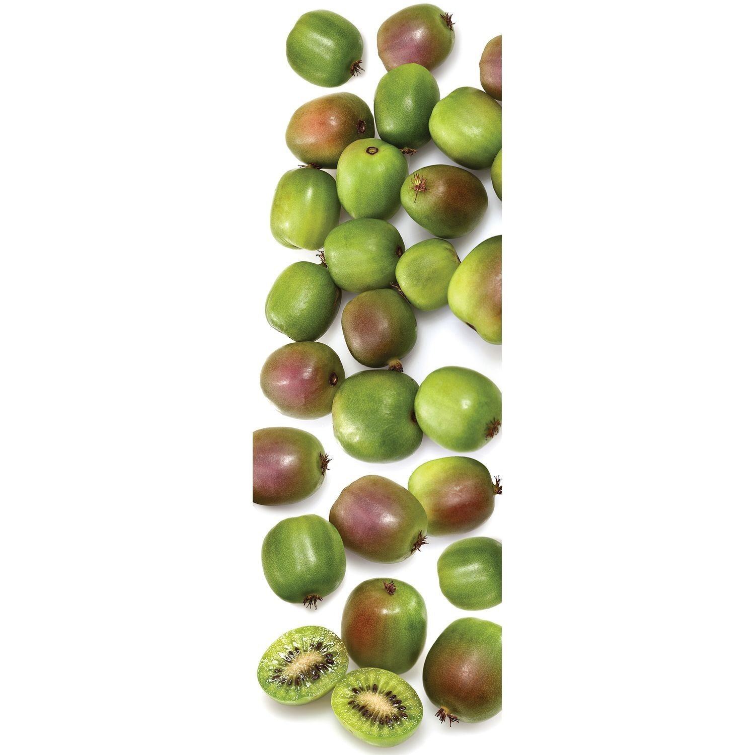 DeGroot Kiwi Prolific Fruit Plant